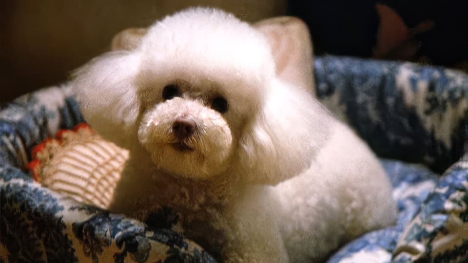 10 Horror Movies with Dogs that Steal the Spotlight | Where's The Scares?